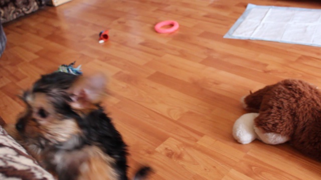 конопята 2,5 мес