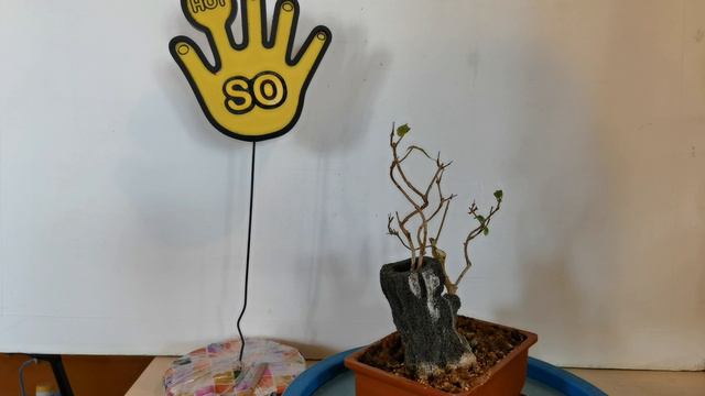 Бонсай из Граната на пне.