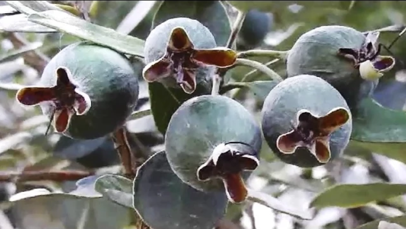 Отдых в Абхазии | Пансионат Лакоба | Фейхоа созревает