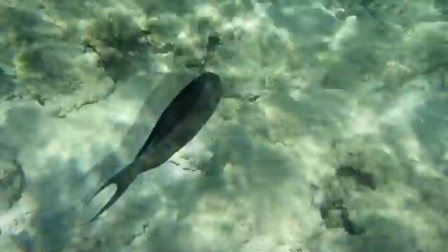 Рыба-хирург. Энциклопедия Красного моря