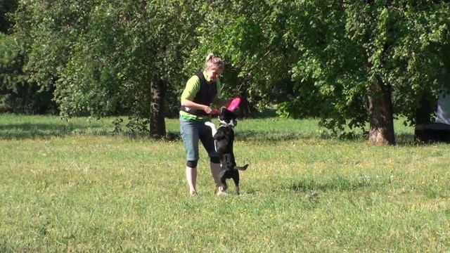 Фризби Фристайл Юля и Пегас.mp4