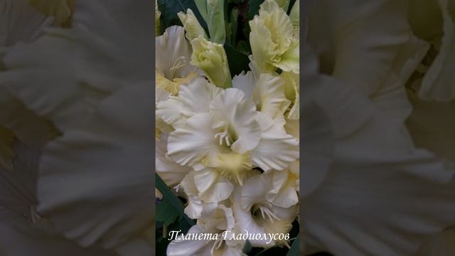 Хороший колос с плотно уложенным соцветием больших бело-салатовых цветков Мощный сорт Астрея