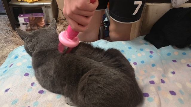 Причёска кота .