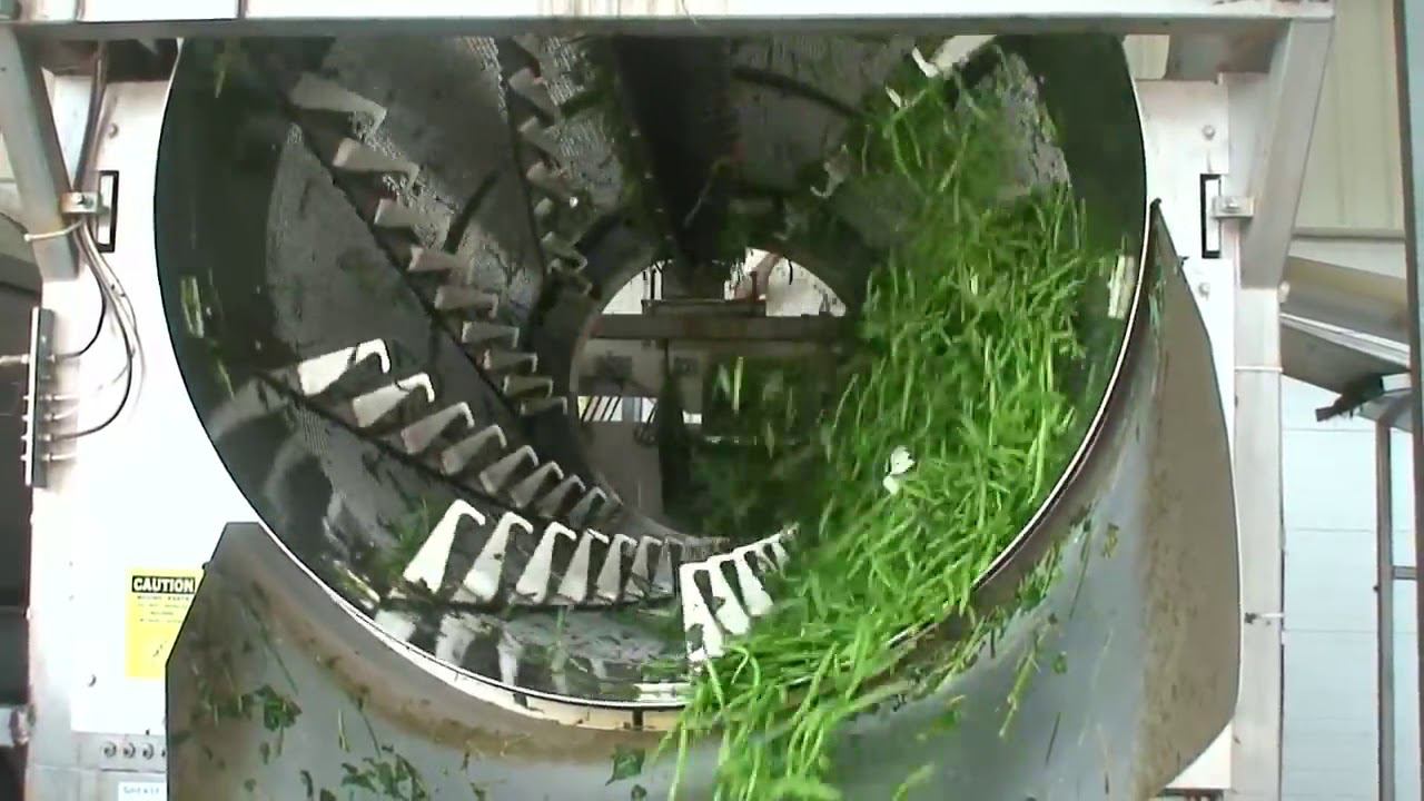 Фасоль зеленая стручковая