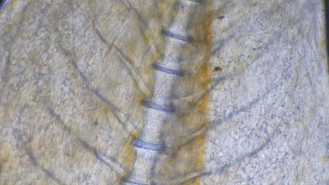 Малек Пицилии (0062)