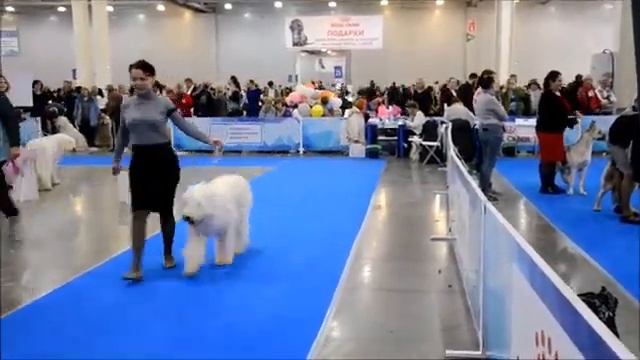 Наши домашние питомцы.Южнорусская овчарка.Int. Dog Show RUSSIA-1 03.11.2018 Moscow