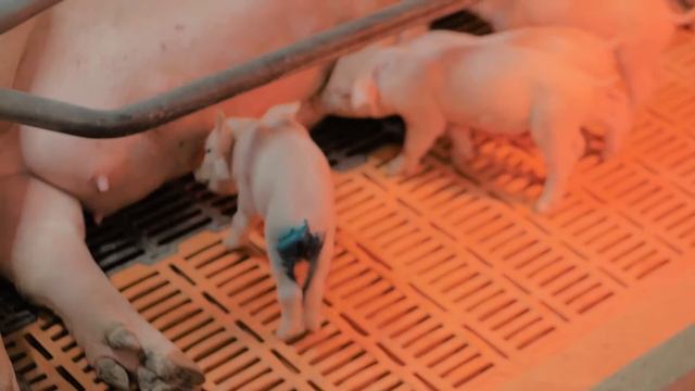 Пошаговое руководство по приёму опороса свиней  и выращиванию поросят- сосунов