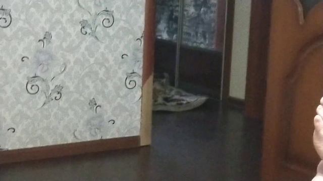 Лабрадор Акира. Жадина.