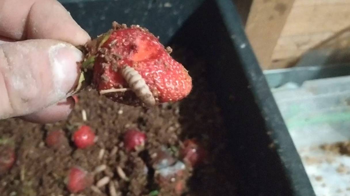 личинка Чёрная Львинка. Разведение.