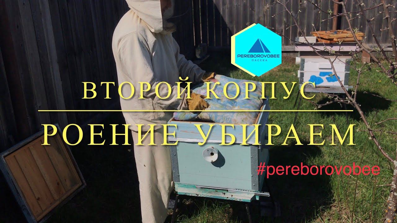 Второй корпус! Роение! #pereborovobee #пасека #пчеловодство #натуральное