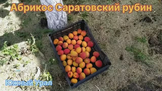Абрикос Саратовский рубин. Южный Урал. 28. 07. 2023