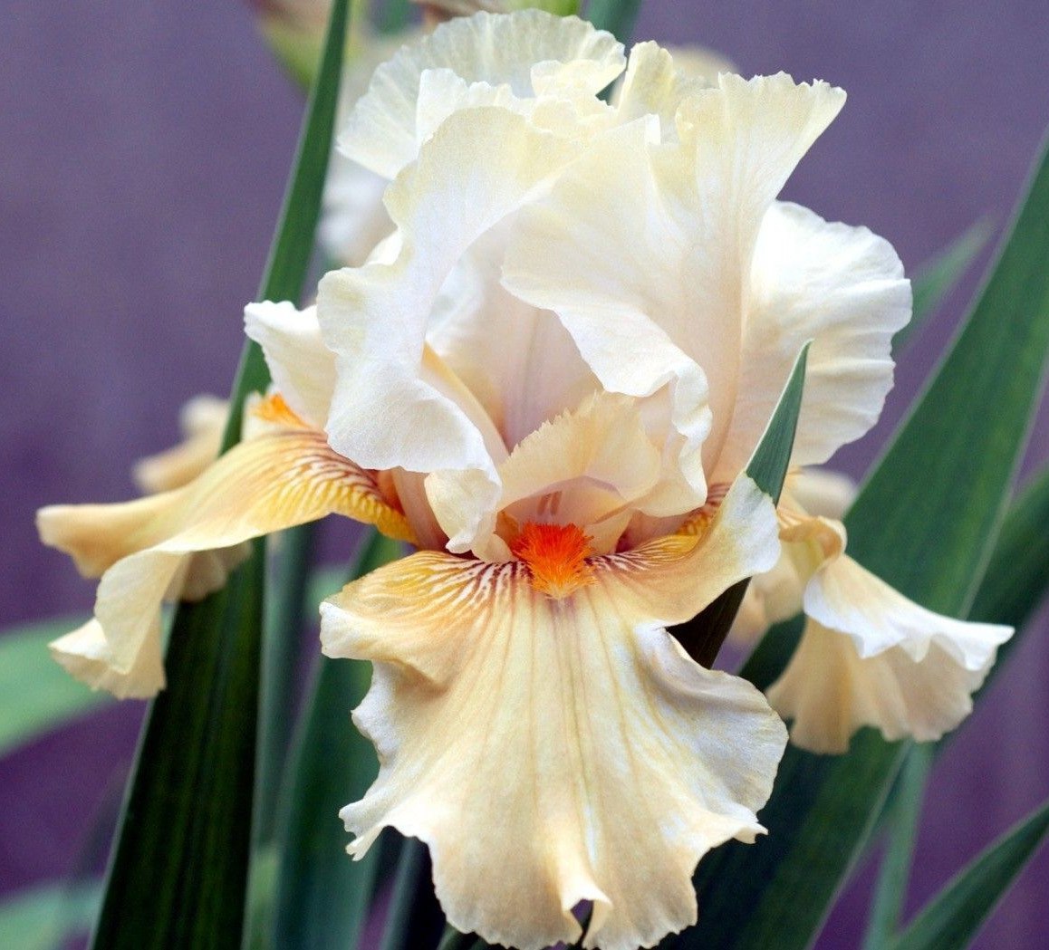 Струнное трио для флейты,скрипки и виолончели. А.П.Бородин