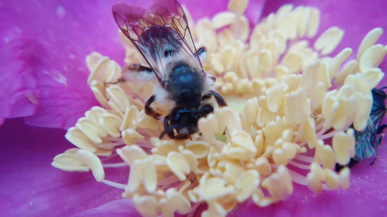 Видео снятое камерой ZTE Blade L8 с применением макрообъектива