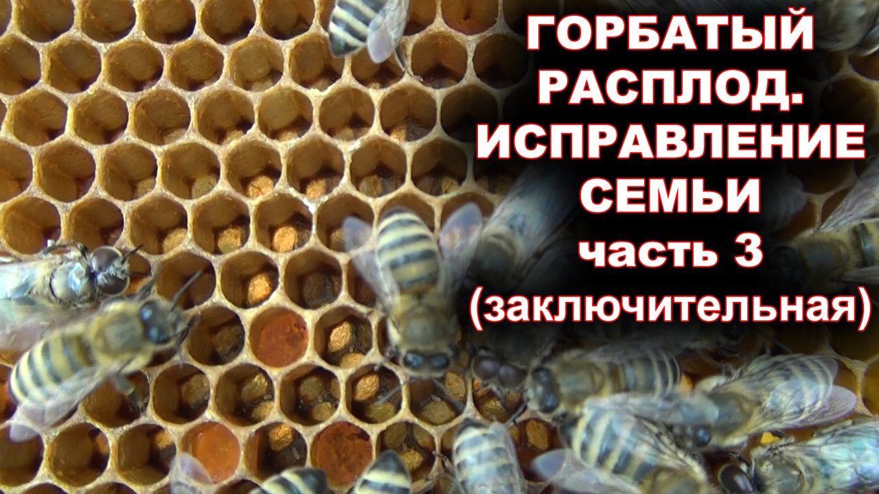Горбатый расплод. Исправление семьи. часть 3.(заключительная).