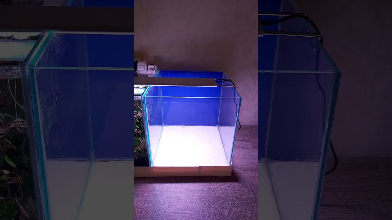 Два аквариума рядом #аквариум #аквариумдома #акваскейп #аквариумистика