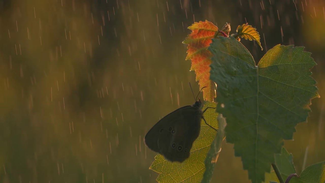 Зарисовки с насекомыми