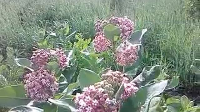 работают пчелки