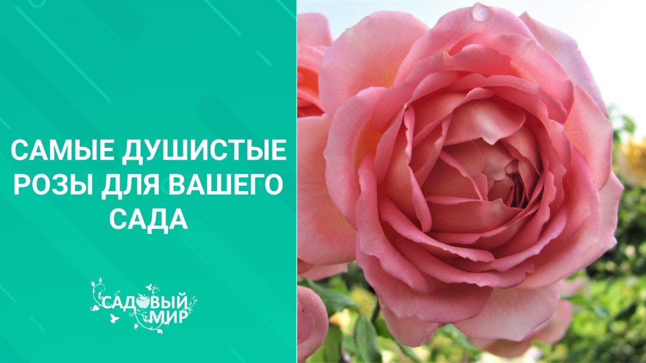 Самые душистые розы для вашего сада