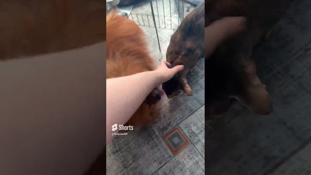 Все любимы) #эстетика #рек #cute #cat #фурри #furry #kitten #funny #funnycats #orientalcat #ориентал