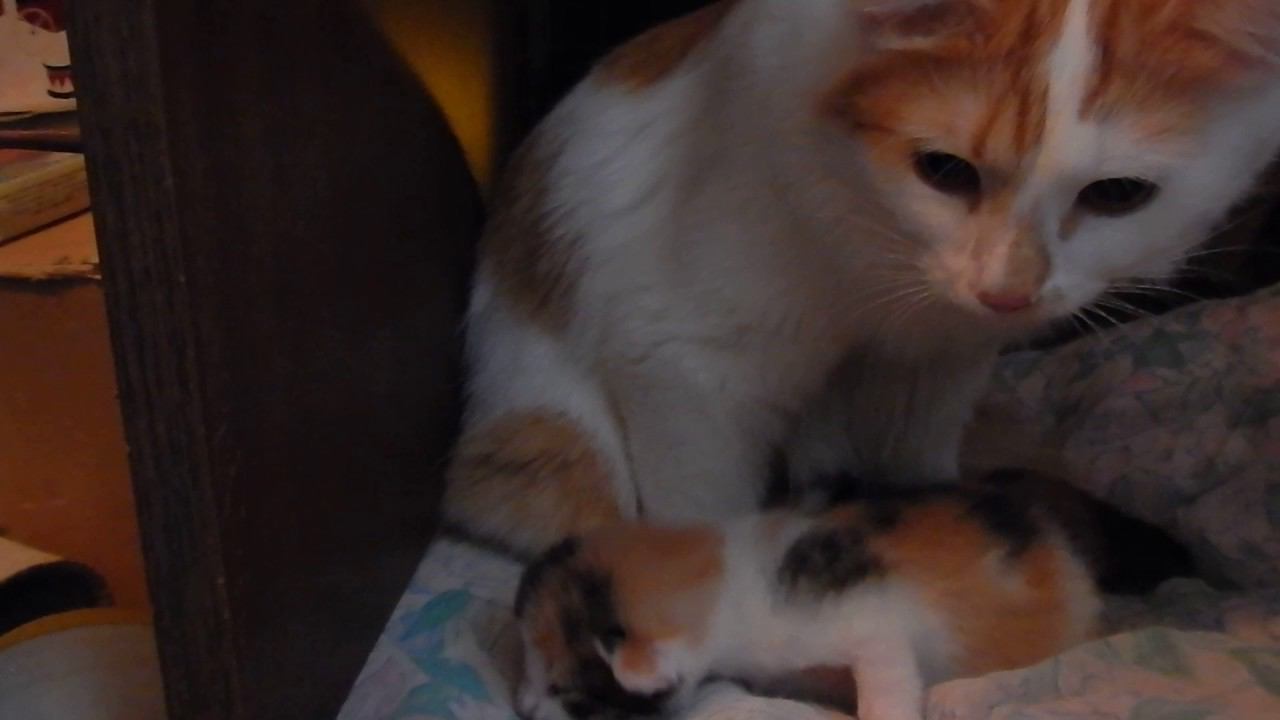 Кормление котят