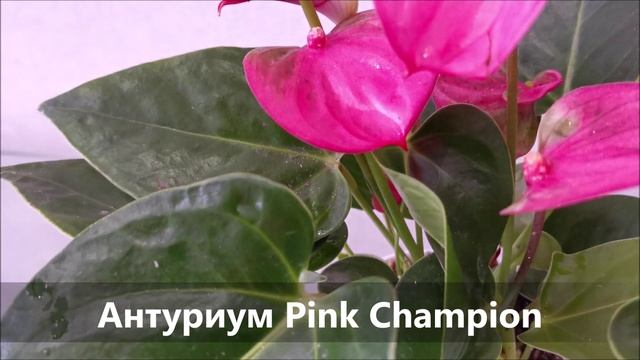 Антуриум Пинк Чемпион (Pink Champion), обзор сорта