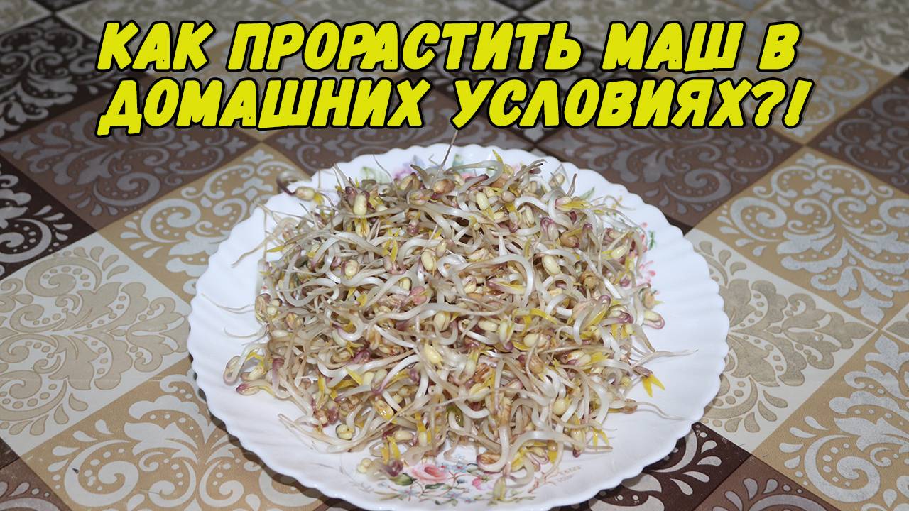 Как прорастить Маш в домашних условиях? Проращиваем МАШ!