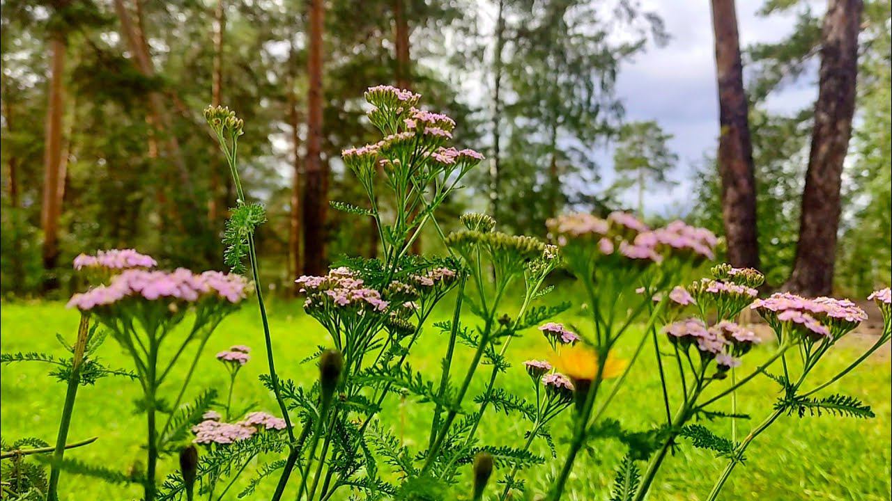 Летние цветы