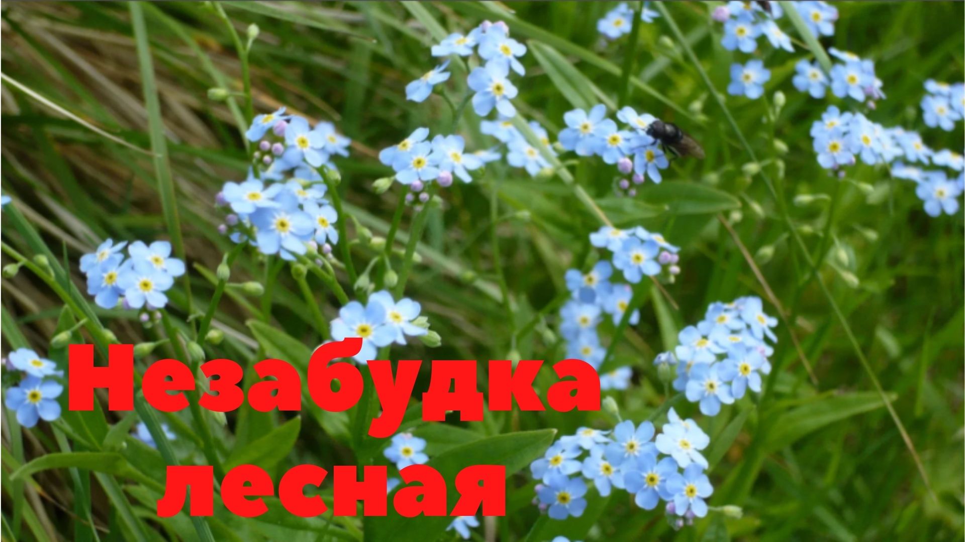 Незабудка лесная.  Самая яркая из незабудок.