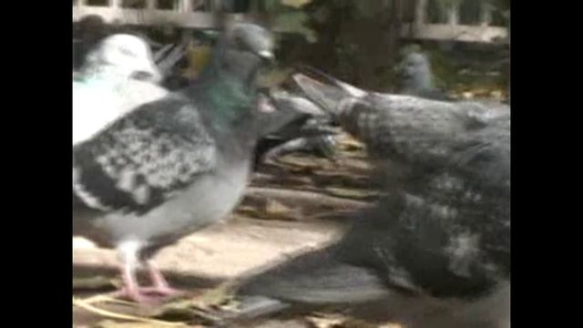 История русского консерватизма: Алексей Хомяков.