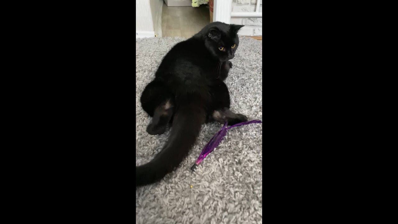 Я абсолютно спокоен. Кот на стрессе от бездействия  #шортс  #котикитакиекотики