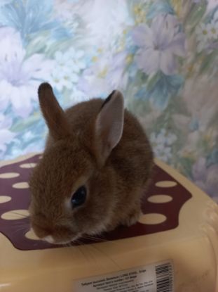 Кролик декоративный, смешной кролик.