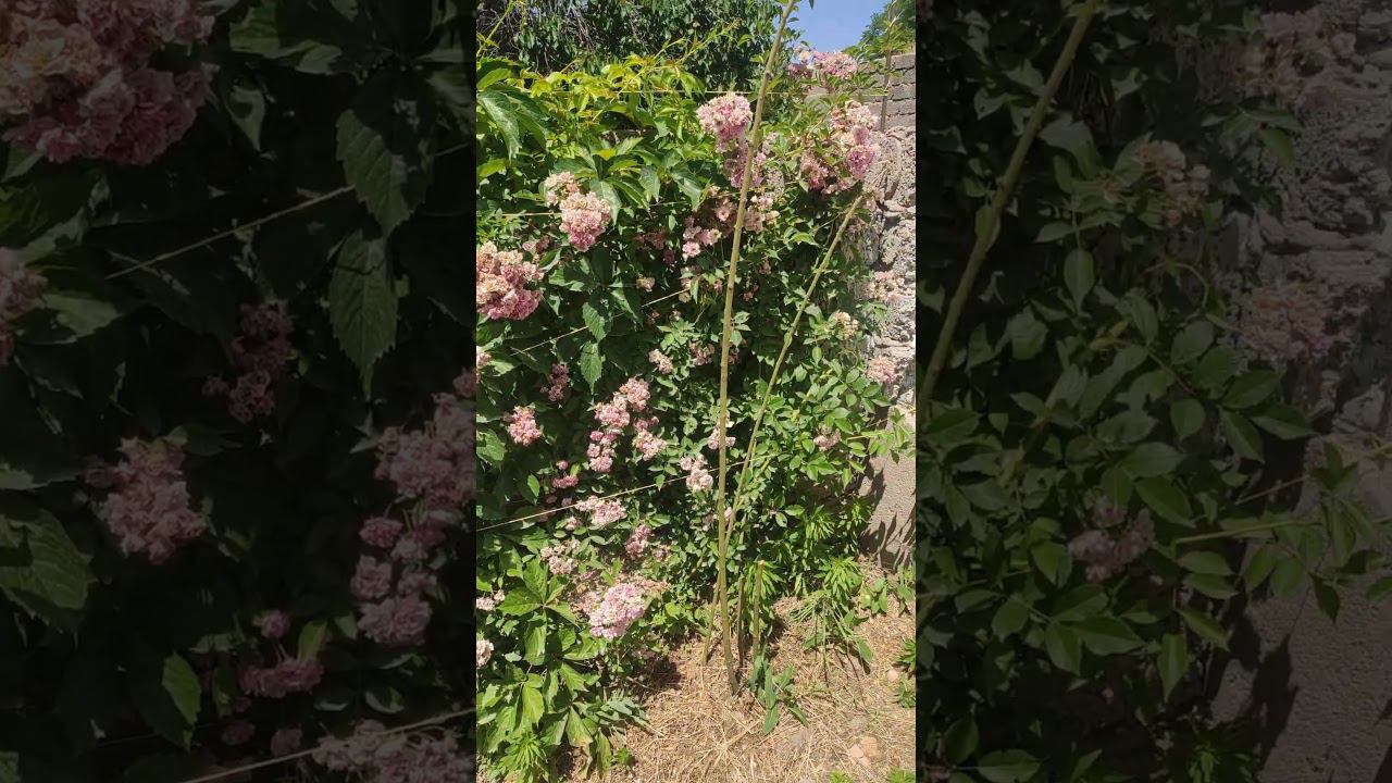 роза Варбург отцветает в 2023г