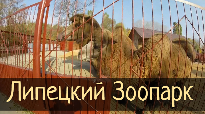 Липецкий зоопарк. Колесо обозрения / Субботние Путешествия