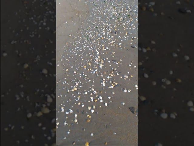 Мешают ли ракушки гулять по пляжу