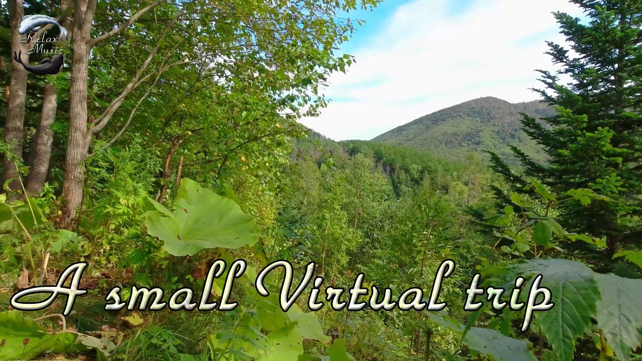 Поездка на велосипеде по старой лесной дороге / Виртуальная прогулка / Музыка для Медитации