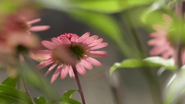 Цветок, мимо которого невозможно пройти не остановившись
