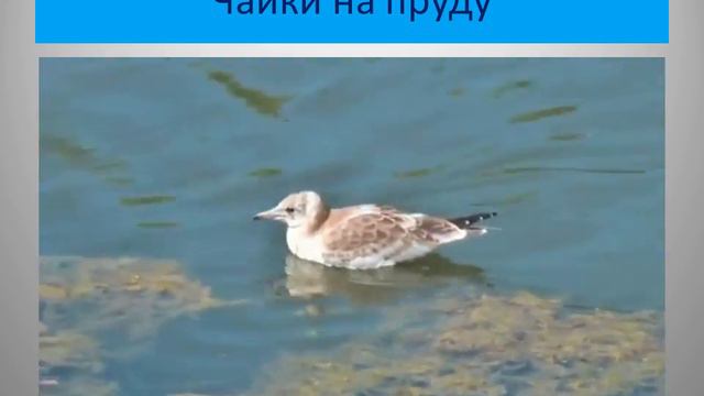 презентация "Я приглашаю вас в Суксун