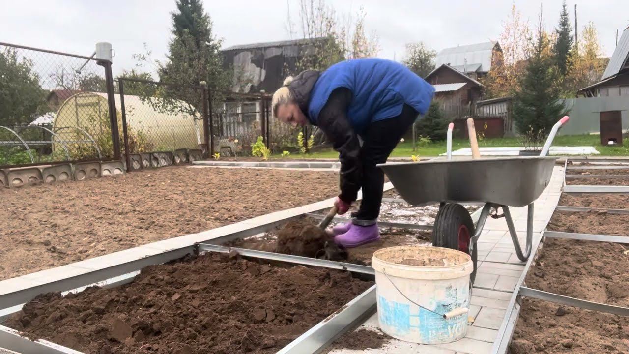 Сажу чеснок в начале октября