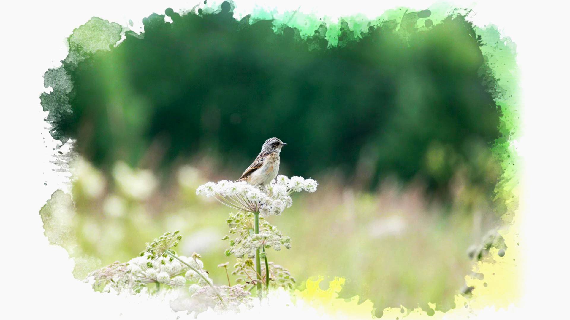 Желторотое лето