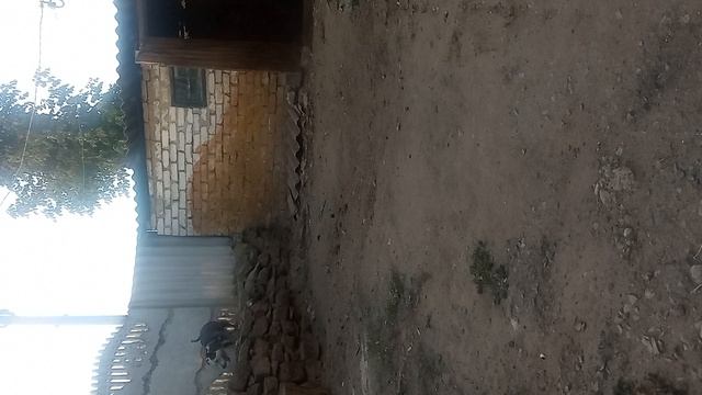 стаффа преципил на цепь и не помогло