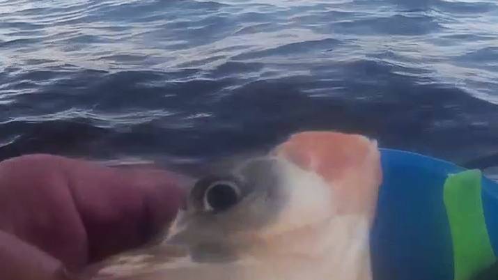 Отличный клев карася на удочку при восточном ветре.