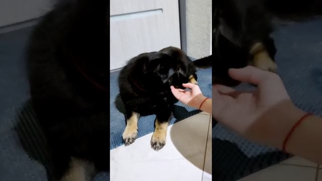 Марта - лапочка, милашка - все ее любят!