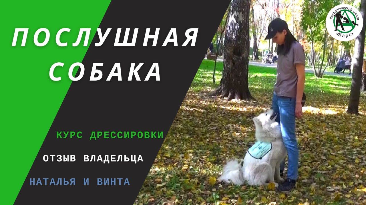 Отзыв Дрессировка самоеда. Кинологический центр Барс
