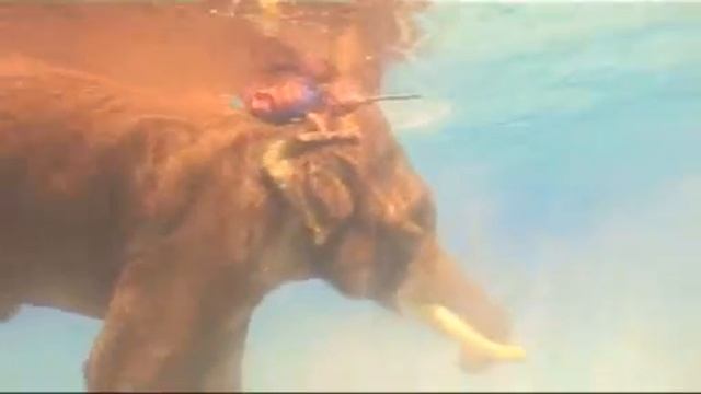 Дайвинг со слоном.wmv