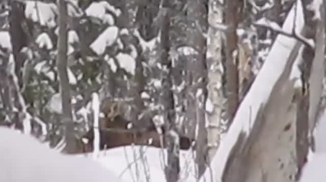 Зимняя охота на Лося.