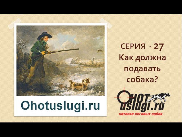 Обучение подаче. Как же должна подавать собака?