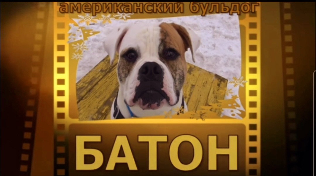 Батон -американский бульдог 
На занятиях по Общему Курсу Дрессировки