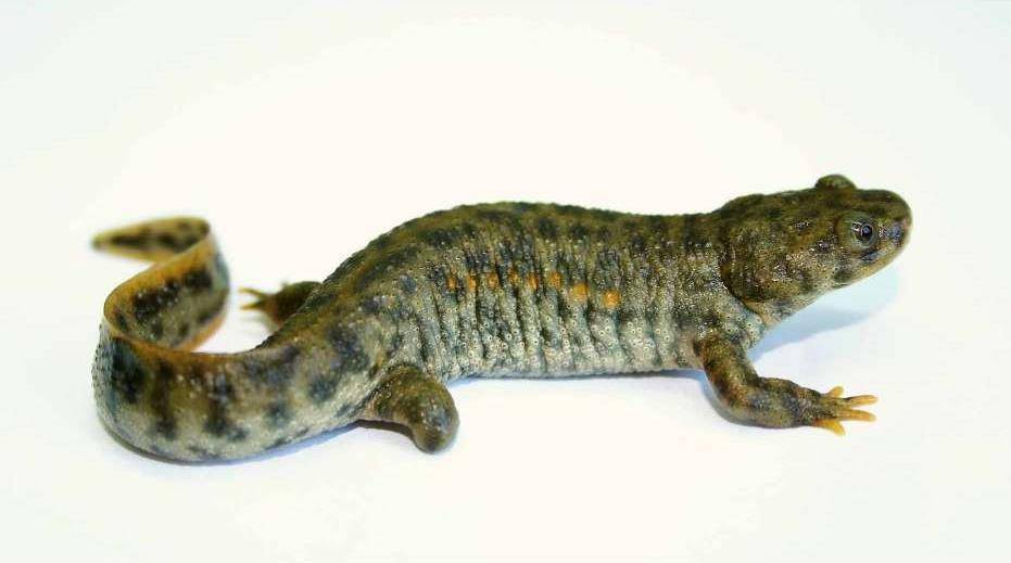 Тритоны. Да что вы знаете о любви!.MP4