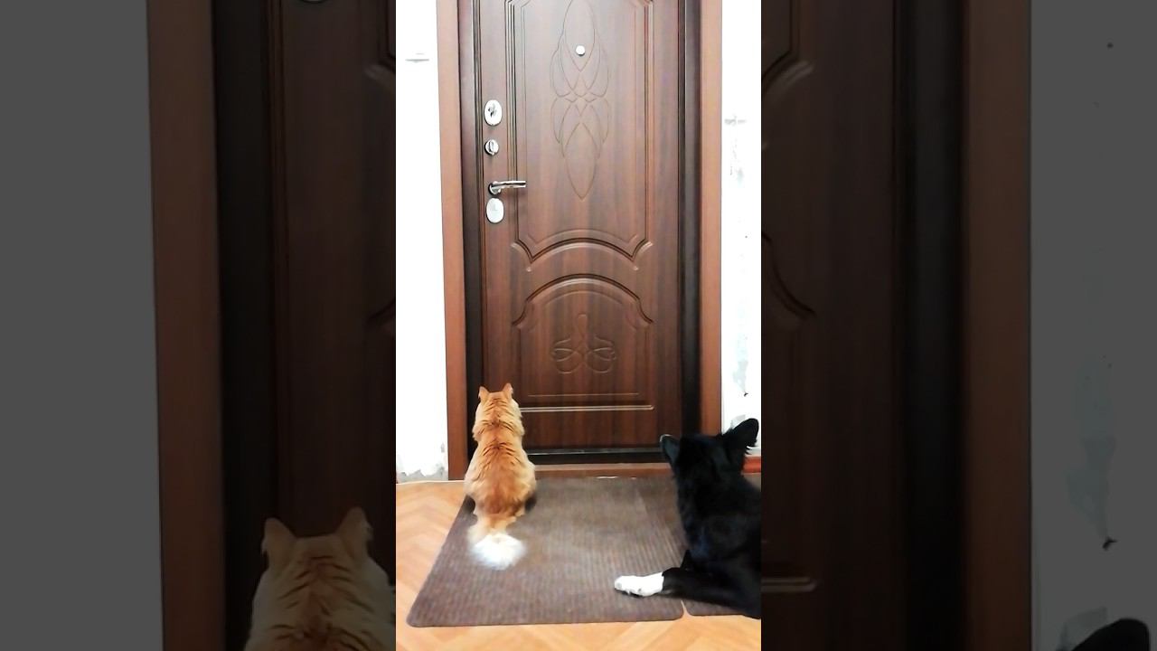 Персик и Айка Колдуют на дверь🐱🐶