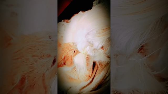 Тэмми и Шанти-история привязанности и любви